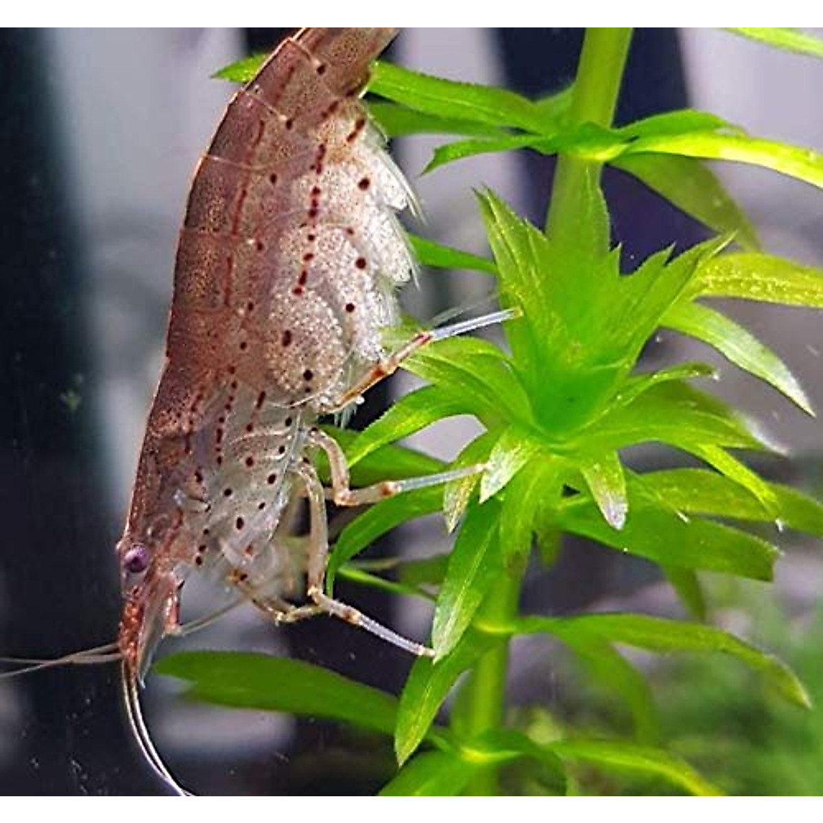 Anacharis Potted Elodea Densa Tropical Freshwater Stems Live Aquarium Plants Aquatic Pond Water Decorations 3 Days Live Guaranteed by Mainam