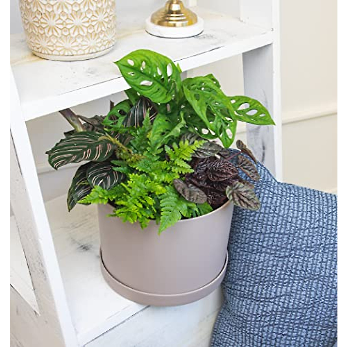 Essential Houseplant Collection (3PK) Live Plants Indoor Plants Live Houseplants in Plant Pots, Easy House Plants Indoors Live, Snake Plant, Pothos in Potting Soil, Clean Air Plants by Altman Plants