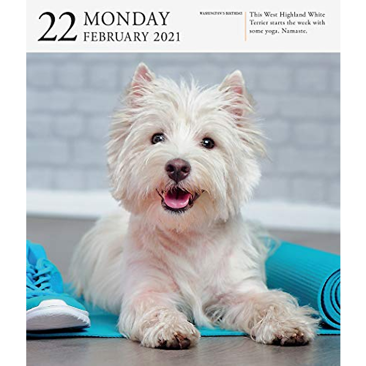 Dog Page-A-Day Gallery Calendar 2021
