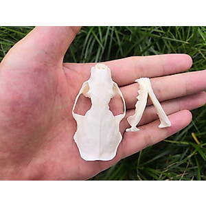 Racoon Dog Skull,Cat Skull,Coypu Skull,Muskrat Skull,Fox Skull,Raccoon Dog Skull,Mink Skull,Taxiderm Skull Specimen