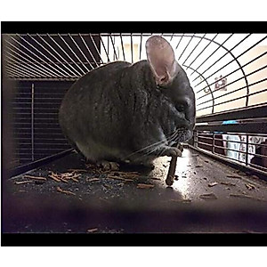 Bojafa 250g Apple Sticks Small Animals Molar Wood Treats Toys for Rabbits Chinchillas Guinea Pig Hamster Gerbil Parrot Bunny and Small Animals Chew Stick Toys Treats (250g, About 50 Pcs)