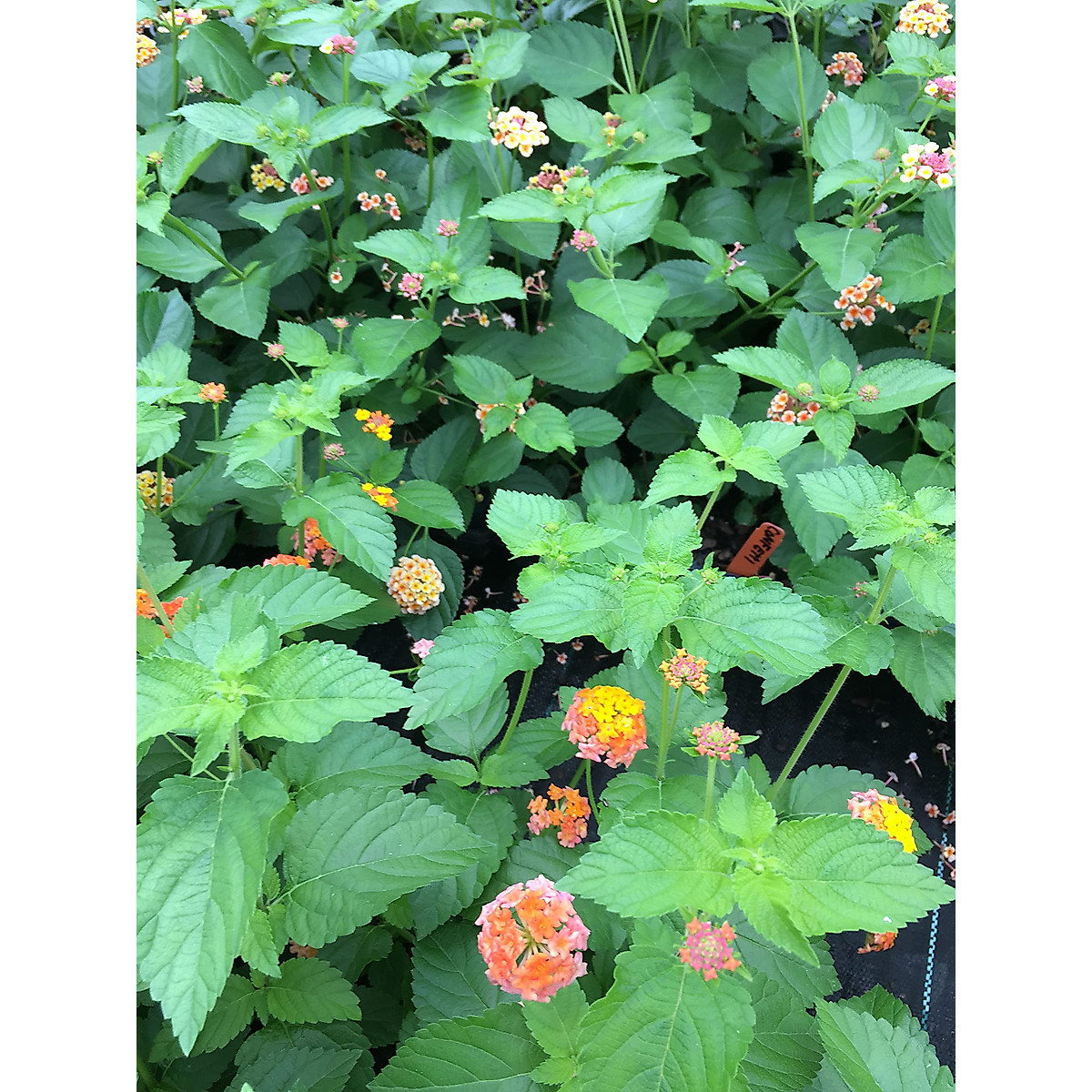 Lantana Camara Flowers - Two (2) Mixed Starter Live Plants - Not Seeds - Natural Mosquito Repellant Garden - Attract Hummingbirds & Butterflies - in 4 inch Pots