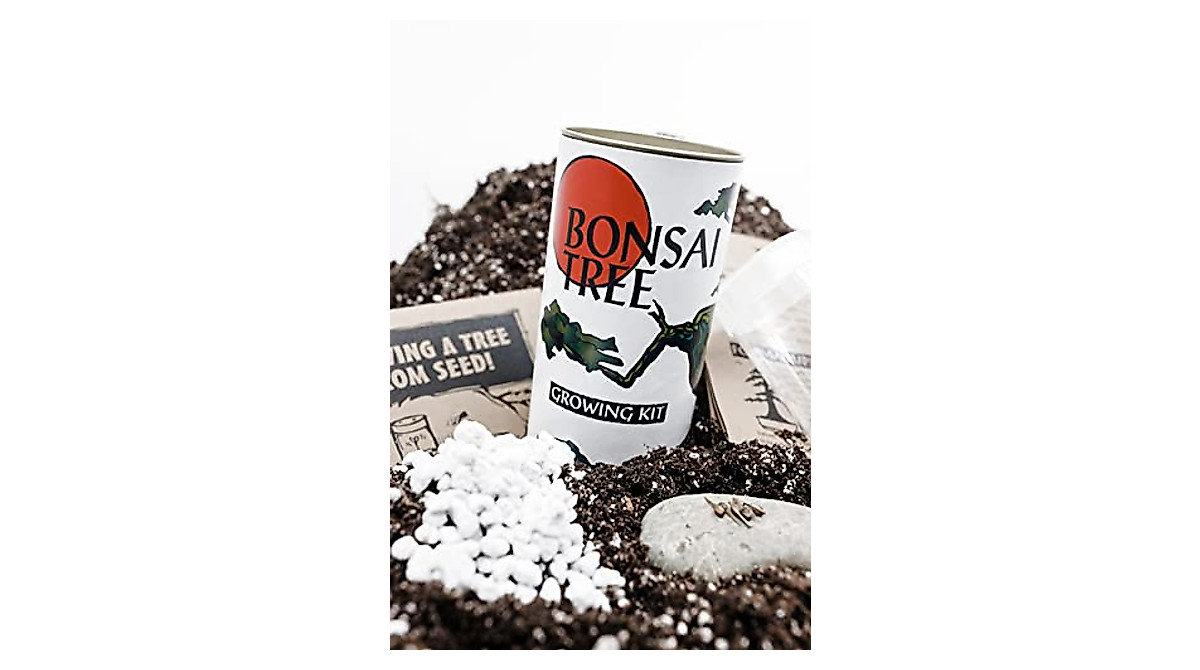 Bonsai Tree Grow Kit - Japanese Maple by Jonsteen