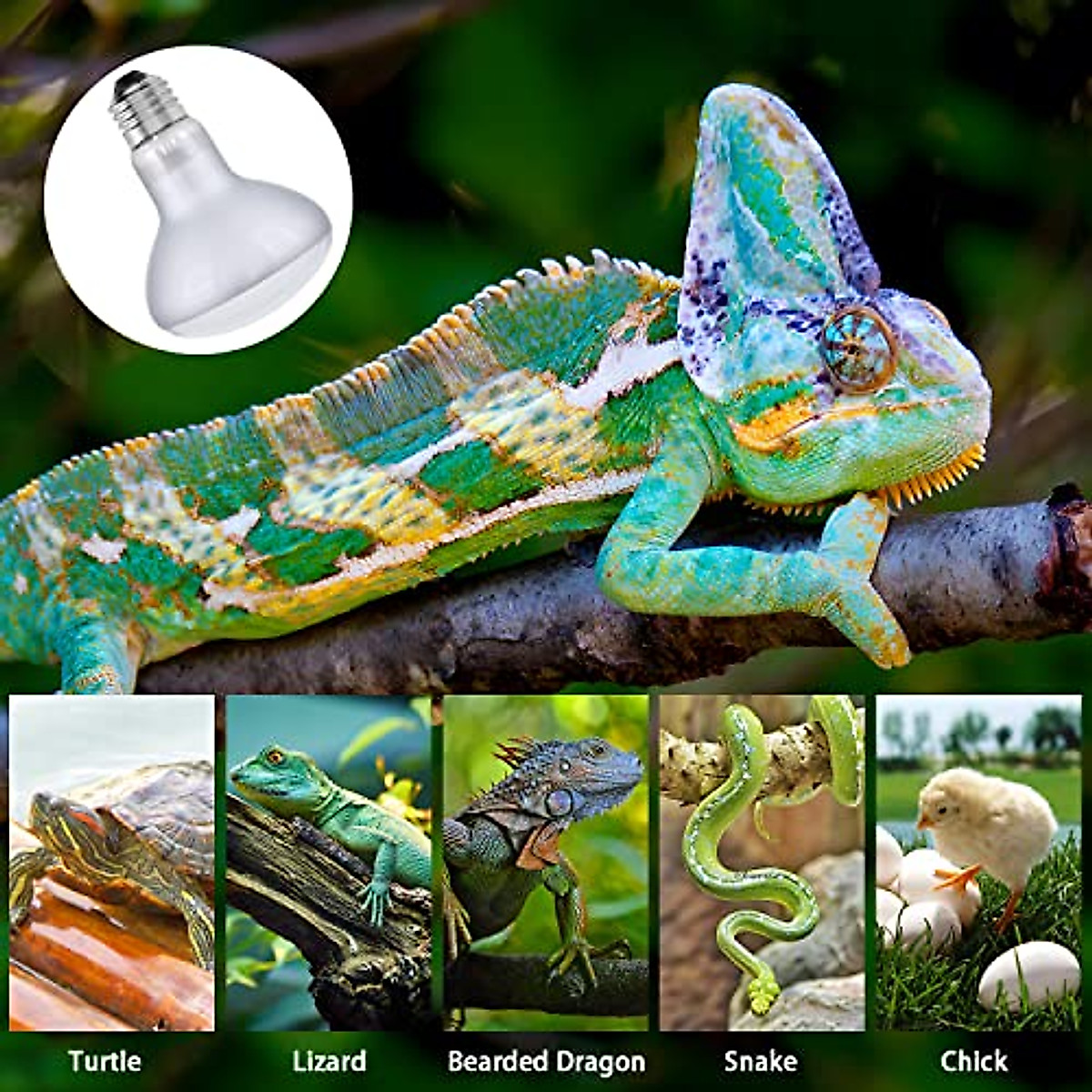 Dallfoll 2 Pack Reptile Heat Lamp Bulbs, 50W Amphibian UVA Basking Light Bulbs, Reptile Daylight Spot Light Bulbs for Turtle, Lizard, Beard Dragon