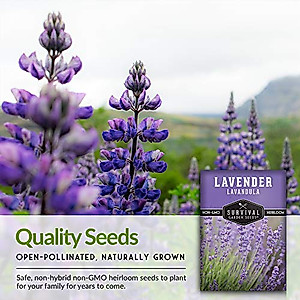 Lavender Seed for Planting - 3 Packets with Instructions to Plant and Grow Edible & Medicinal Lavandula Herbs in Your Home Vegetable Garden - Non-GMO Heirloom Variety - Survival Garden Seeds