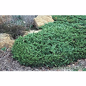 San Jose Juniper | 2 Live Gallon Size Plants | Juniperus Chinensis | Bonsai Drought Tolerant Cold Hardy Evergreen Groundcover
