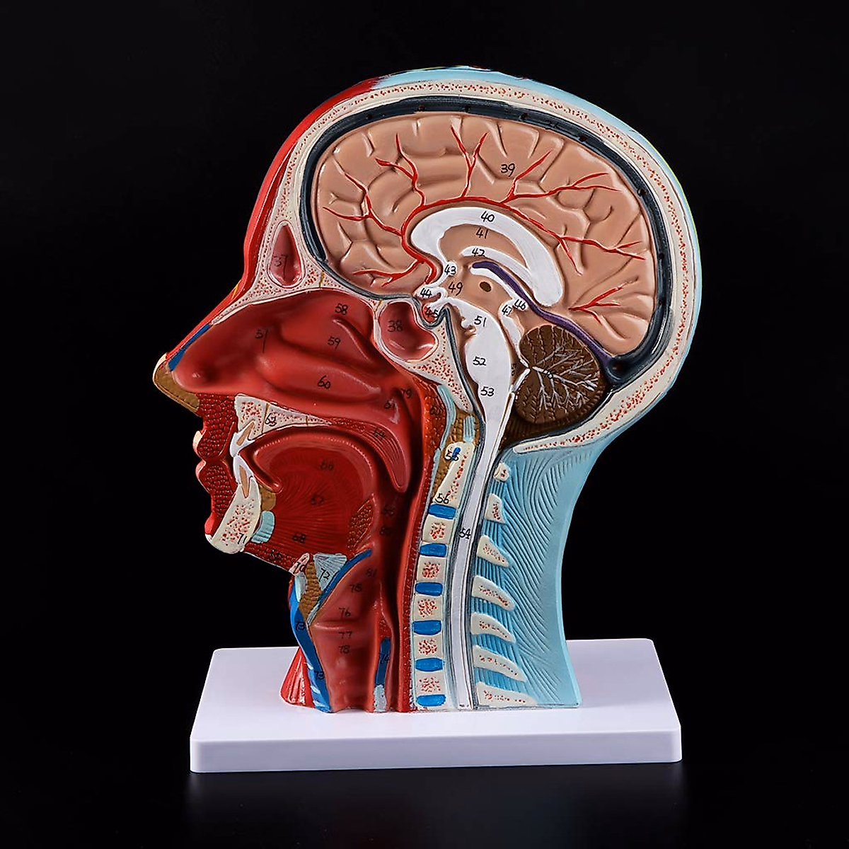 Abicial Human Anatomical Half Head Face Anatomy Medical Brain Neck Median Section Study Model Nerve Blood Vessel for Teaching Learning Tool
