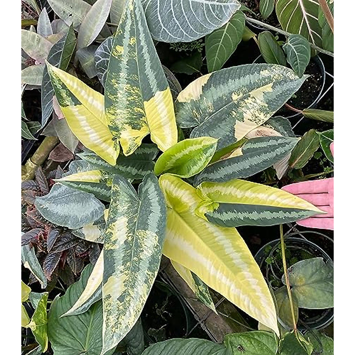 Nutricote. Timed Release Fertilizer. 18-6-8 180 Day. 2 Pounds. Orchids, Plants