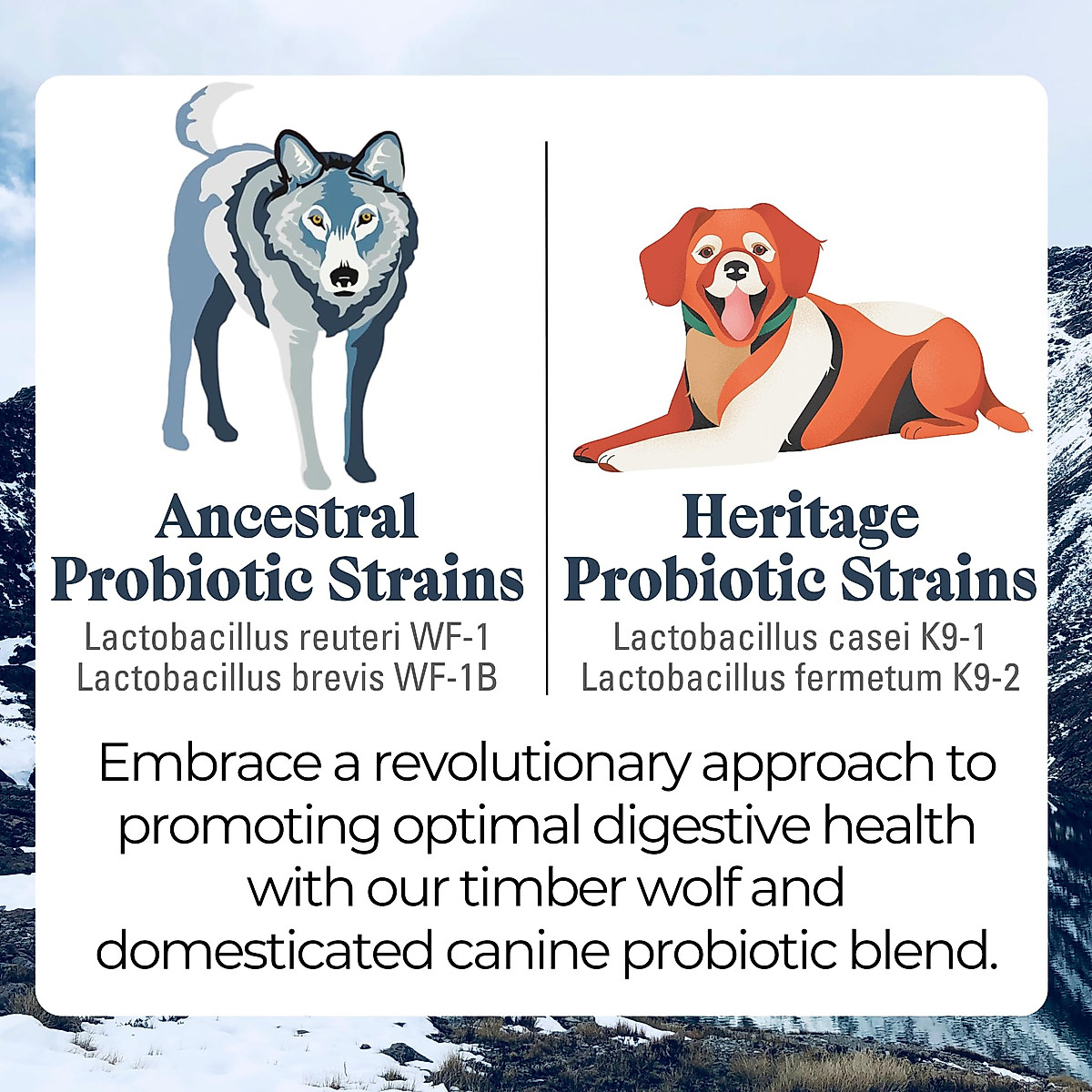 OTIS Digestive Health for Dogs | Ancestral and Heritage Probiotics - Intestinal Gut Health Support with DHA and EPA | Healthy Dog Supplements | 8 fl oz