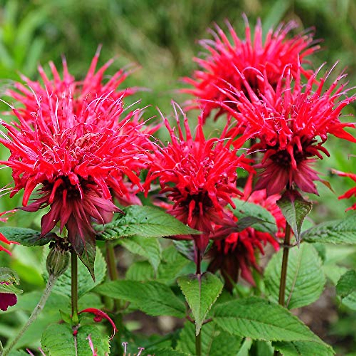 Outsidepride Red Monarda Didyma Bee Balm Flowers for Butterflies, Hummingbirds, & Pollinators - 250 Seeds
