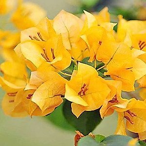 QAUZUY GARDEN 105 Fresh Seeds Yellow Bougainvillea Flower Seeds for Planting- Perennial Paper Flower Shrub Seeds Colorful Privacy Screens Accent Plant- Easy to Grow