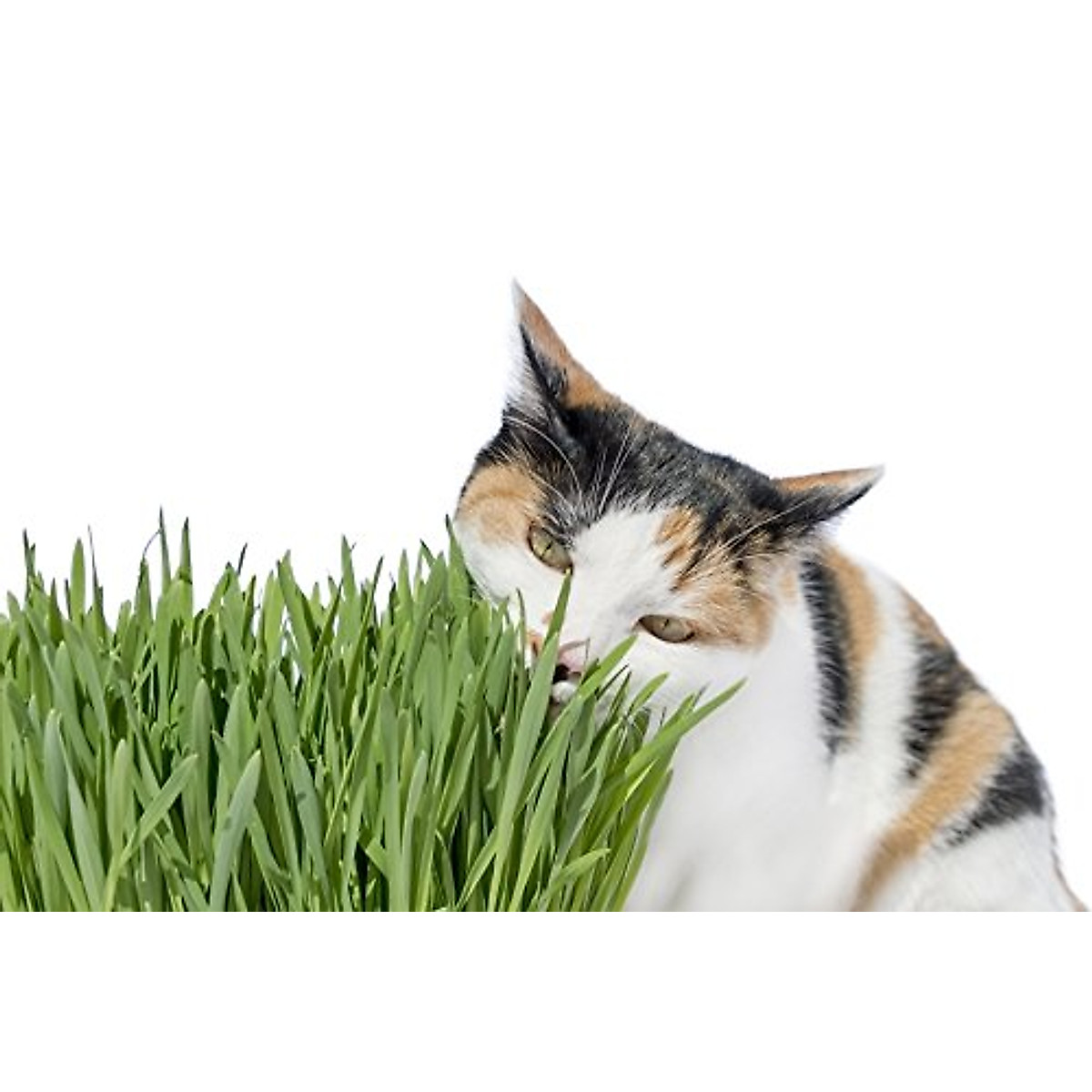 Cat Grass(Sweet Oats for Cats) 1LB (3000 + Seeds) -Easy Grow Greens-Great Value!