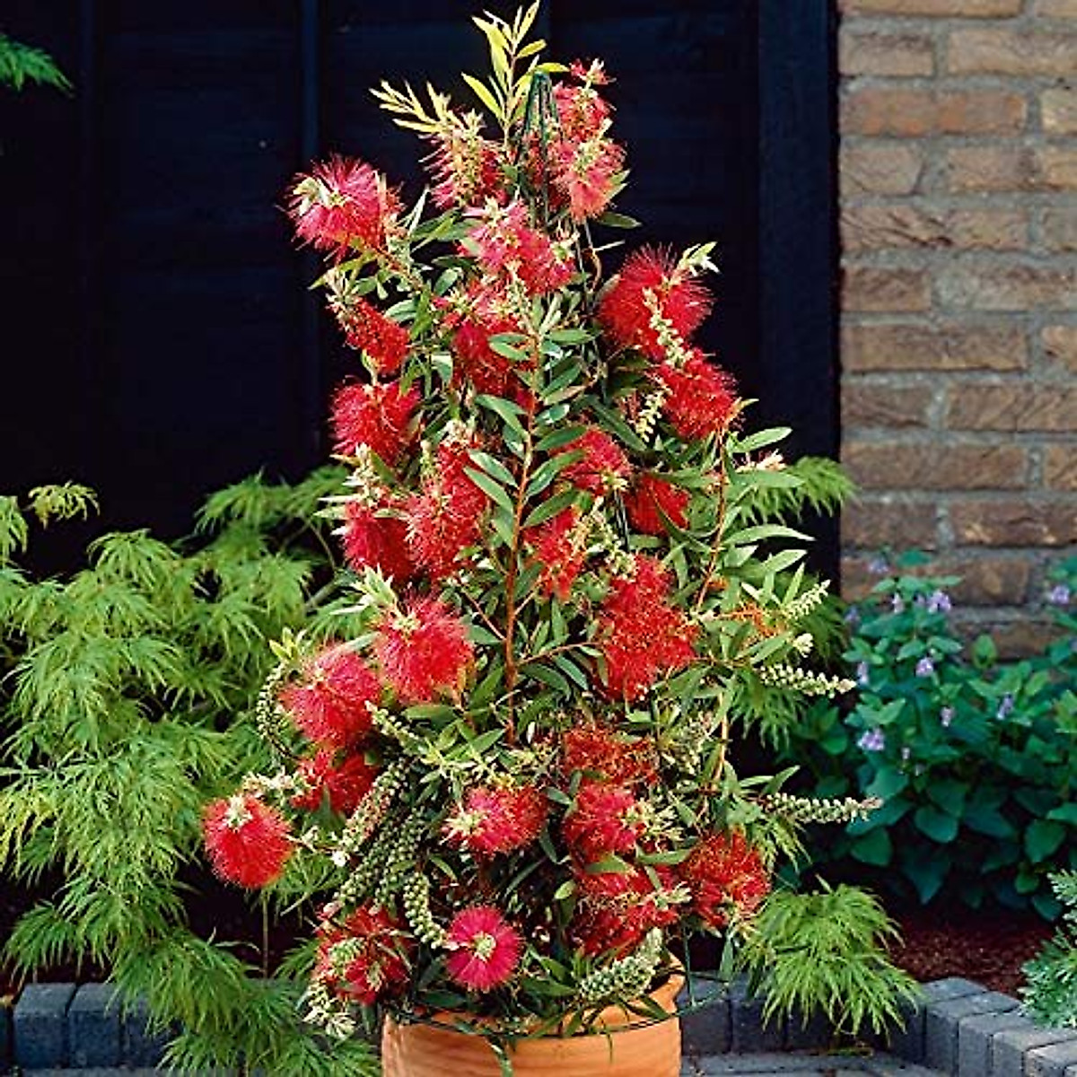 1138-Crimson Bottle Brush (Callistemon citrinus) Seeds by Robsrareandgiantseeds UPC0764425787570 Non-GMO,Organic,USA Grower,Herb,Bonsai,1138 Package of 25 Seeds