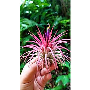 It Blooms Rainforest Grown 3 Pack Ionantha Air Plants Assorted Sizes - Live Tillandsia - 1 to 3 inches - 30 Day Guarantee