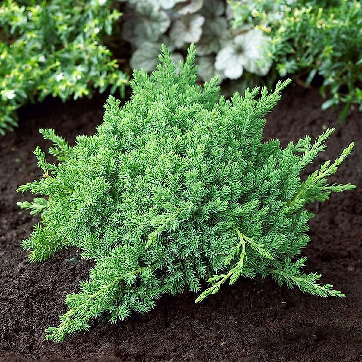 Dwarf Japanese Garden Juniper | 1 Live 4 Inch Pot | Juniperus Procumbens Nana | Drought Tolerant Evergreen Groundcover | Great Plants for Bonsai
