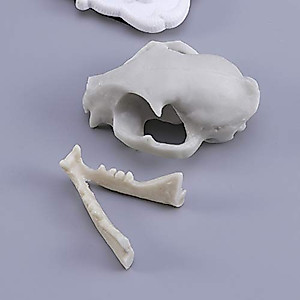 WINOMO Resin Fortune Cat Skull Skeleton Model