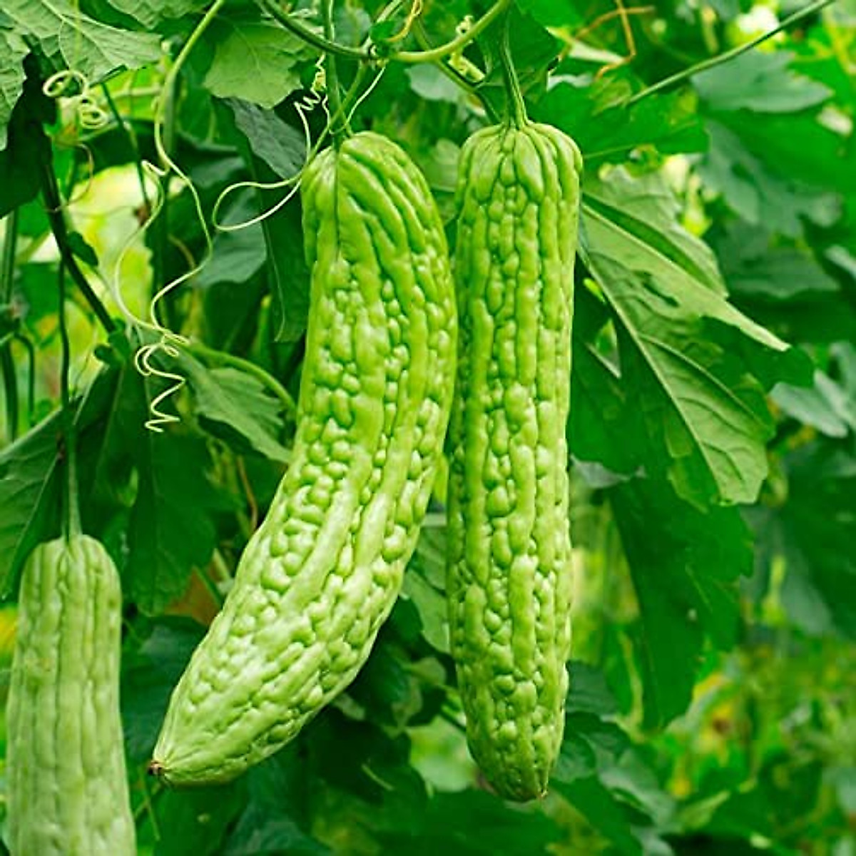50 Pcs Non-GMO Bitter Gourd Seeds Bitter Melon Seeds Bitter Squash Seeds Balsam Pear