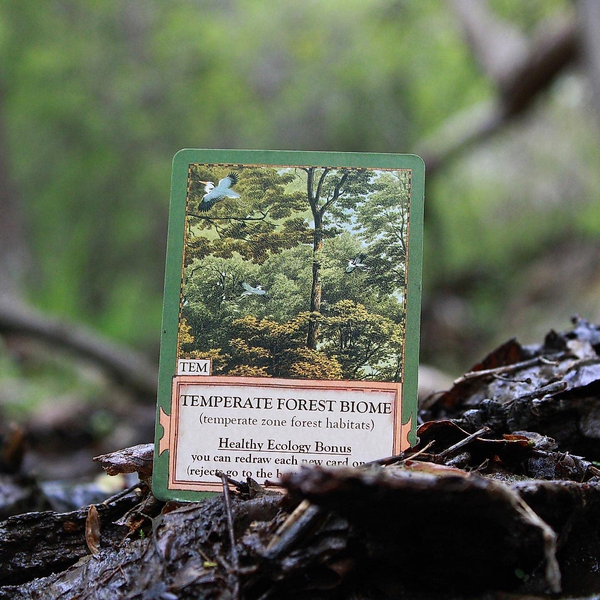 Montrose Biology Ecologies Card Game - Use Science to Build Food Webs in 7 Biomes - Beautiful Vintage Nature Art for The Classroom or Game Night