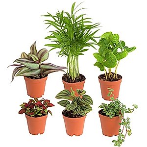 Costa Farms Mini Houseplants (6 Pack), Easy Grow Live Indoor House Plants in Nursery Plant Pots, Grower's Choice with Soil Potting Mix, Potted Home Décor Planter or Outdoor Garden Gift