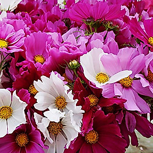 Outsidepride Cosmos Garden Wild Flower Seed Mix - 1000 Seeds