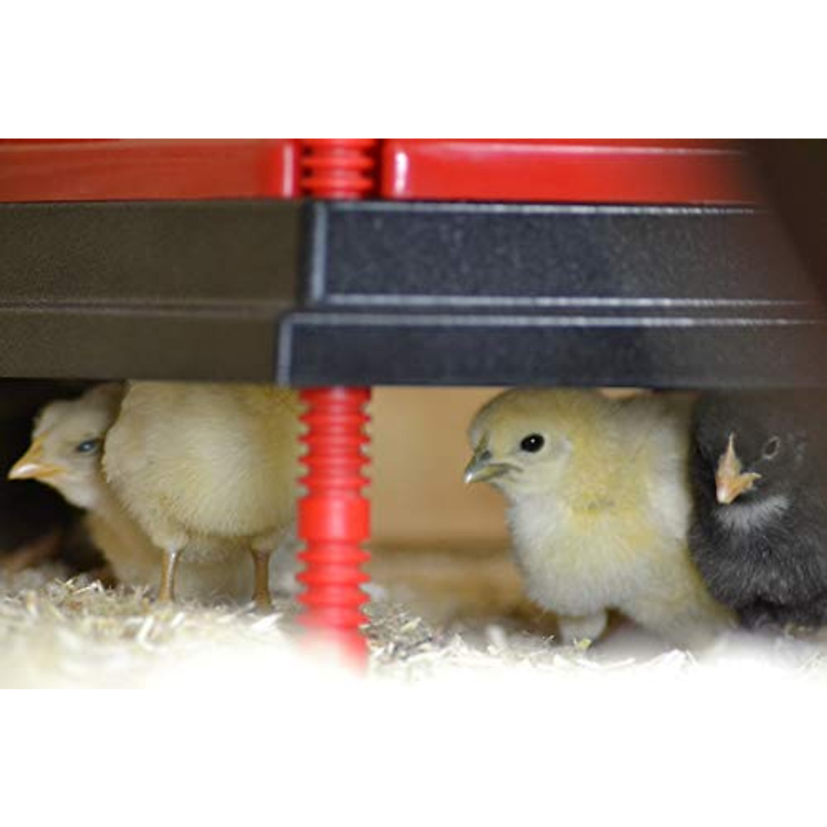 RentACoop Chick Brooder Heating Plate and Anti-Roost Cone Set - Brooder Heat Plate Warms Up to 20 Chicks - Chick Heater with 25 Adjustable Heights and 22 Watts - Safer Than Heat Lamps - 12" x 12"