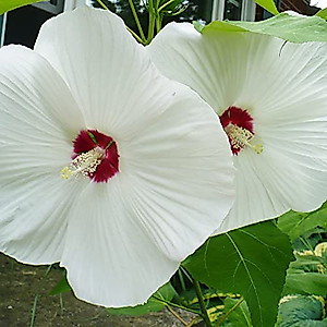 YEGAOL Garden 10Pcs Dinner Plate Hibiscus Seeds Perennial Non-GMO Easy to Grow Hardy Huge Flower Home Garden Plant Flower Seeds