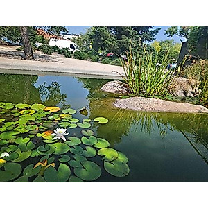 Water Lilly Seeds for Planting | 10 Lotus Seeds | Beautiful Flowering Aquatic Bonsai Plant Seeds | Made in USA, Ships from Iowa