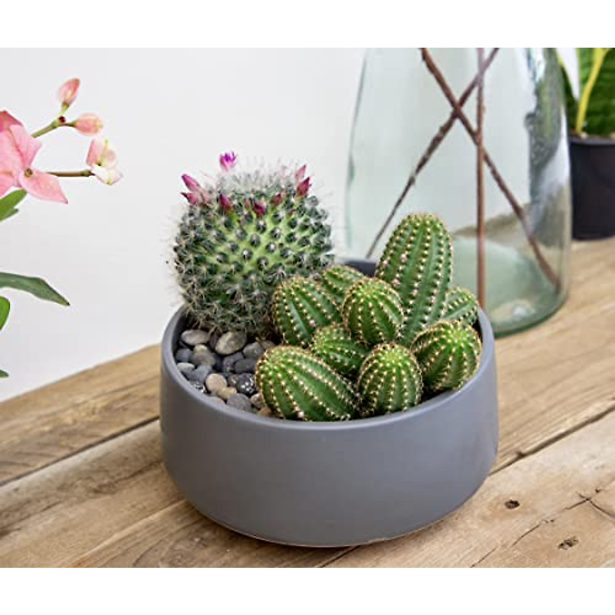 Altman Plants, Assorted Cactus Plants Live Plants (3PK), Cactus Plant Live Succulents Plants Live Cactus Decor, Indoor Plants Live House Plants in Cactus Soil, Live Cacti Plants Live Succulent Plants