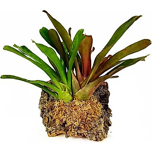 besgrow Premium New Zealand Sphagnum Moss, 100g (8L When Hydrated) - Harvested Sustainably from The Pristine West Coast of New Zealand's South Island