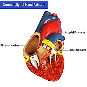 Veipho Heart Model, Heart Model Anatomy with Stand, Human Heart Models Anatomy Life Size, 2-Part Human Heart Model, Heart Model Anatomy, 34 Accuracy Numbers for Anatomical Structures