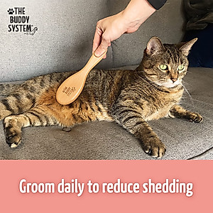 The Buddy System Cat Brush with Boar Bristle and Wooden Handle, Professional Grade Daily Grooming Hairbrush, Reduce Shedding, Soft Hair and Healthy Shine (1 Pack)