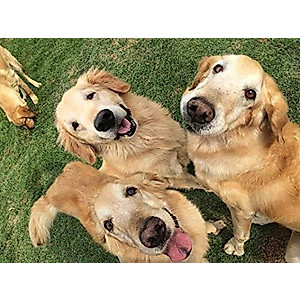 I LOVE MY PETS LLC Dog Immune Treats - Dog Immune Support - Booster - Healthy PET - Supplement - Selenium for Dogs - 60 Treats (1 Bottle)