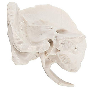 Axis Scientific Temporal Bone - Left