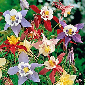 RAISE ME UP: Seeds Columbine Mix Aquilegia Perennial Flowers