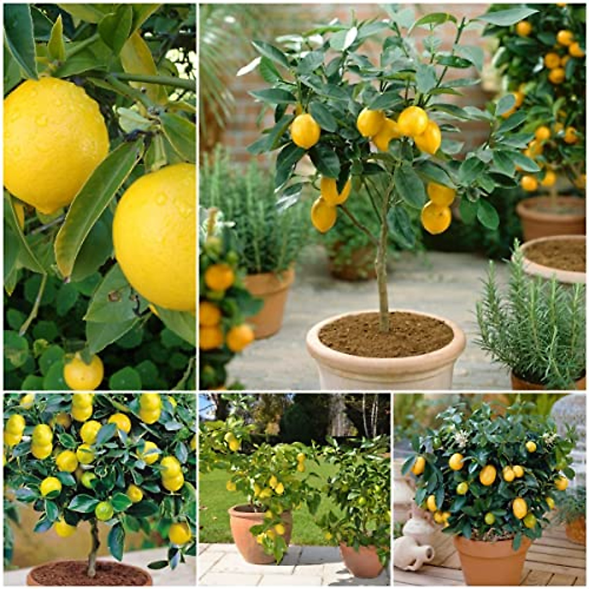 30pcs Lemon Tree Seeds for Planting, Non-GMO Heirloom and Organic, High Survival Rate Fruit for Home Garden