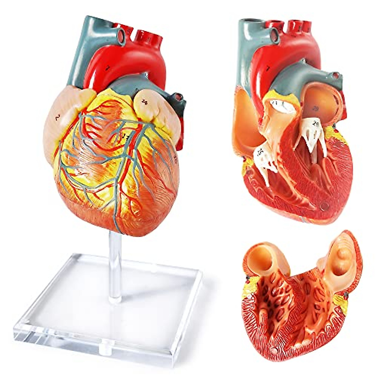 Human Heart Model For Anatomy, 2 - Part Heart Models Anatomy Life Size Medical Heart Model