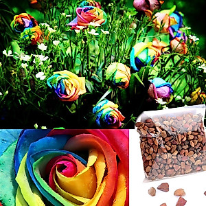 1000Pcs Beautiful Rainbow Rose Seeds Multi-colored Rose Seeds Rose Flower Seeds