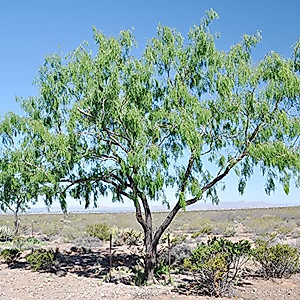 YEGAOL Garden 5Pcs Prosopis Glandulosa Seeds Honey Mesquite,Glandular Mesquite, Algarroba Fragrant Attracts Bees Heat & Drought Tolerant Deer Resistant Courtyard Garden Outdoor