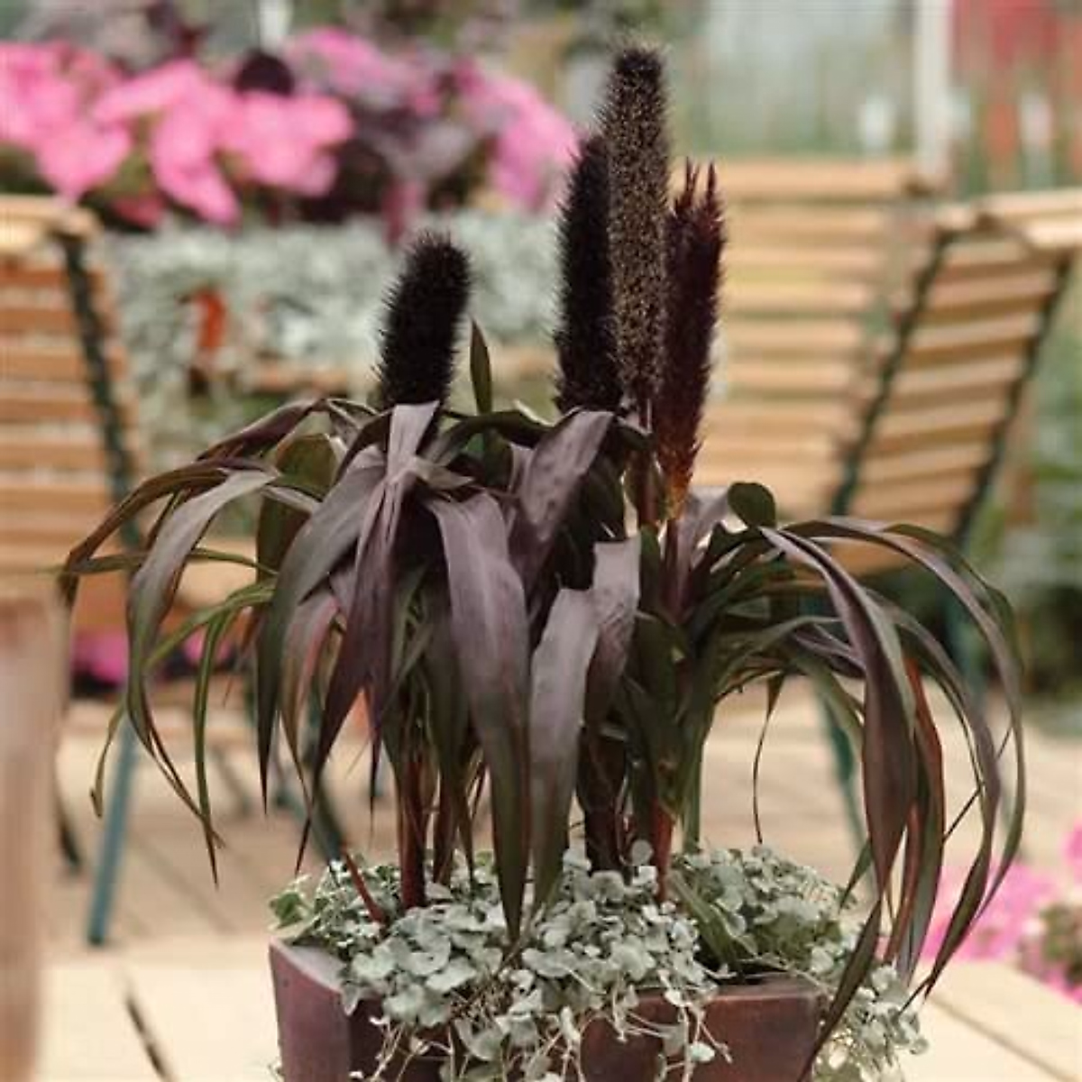 CHUXAY GARDEN 25 Seeds Pennisetum Glaucum 'Purple Majesty' Seeds,Ornamental Millet Annual Grass Drought Tolerant Easy Grow