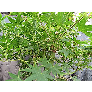 51 Year Old Golden Prosperity Japanese Maple Specimen Bonsai Tree