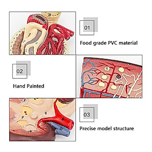 Human Anatomy Kidney Model, glomerular Model Anatomical Biology Learning Set, Urinary System Anatomy Ornaments, Used in School Hospital Teaching Display Laboratory