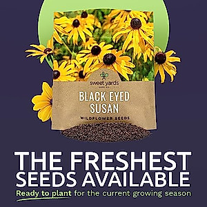 Black Eyed Susan Seeds – Extra Large Packet – Over 100,000 Open Pollinated Non-GMO Wildflower Seeds – Rudbeckia hirta