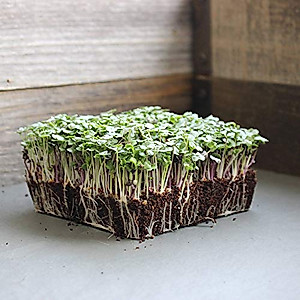 Basic Salad Mix Microgreens Seeds | Non-GMO Micro Green Seed Blend | Broccoli, Kale, Kohlrabi, Cabbage, Arugula, & More (1 Pound)