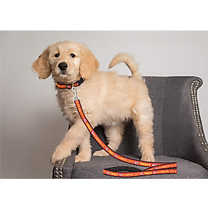 NFL PET Leash, Medium, Kansas City Chiefs Dog Leash, Football Team Leash for Dogs & Cats. A Shiny & Colorful Dog & Cat Leash with Embroidered Team Name/Logo Licensed by the NFL