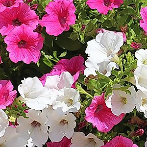 Petunia Seeds Perennial Annual Low Maintenance Showy Attracts Butterflies & Hummingbirds GMO Free Bed Border Edging Hanging Baskets Patio Container Outdoor 250Pcs Mixed Colors by YEGAOL Garden