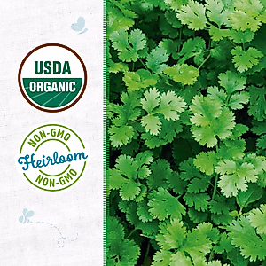 Back to the Roots Cilantro 'Coriander' Seed Packet, 1.5g, Green