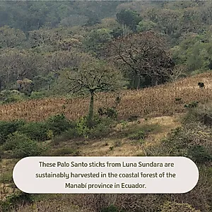 Luna Sundara Palo Santo Smudging Sticks High Resin Palo Santo from Ecuador - Wild Harvested Smudging Sticks