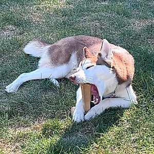 SPOT Bam-Bones Plus T Bone - Bamboo Fiber & Nylon, Durable Long Lasting Dog Chew for Aggressive Chewers – Great Toy for Adult Dogs & Teething Puppies Under 90lbs, Non-Splintering, 7in Chicken Flavor