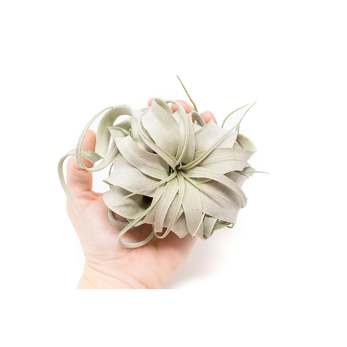 Air Plant Shop 3 Pack Mini Tillandsia Xerographica- Wholesale and Bulk - Succulents - Live Tillandsia - Easy Care Indoor and Outdoor House Plants