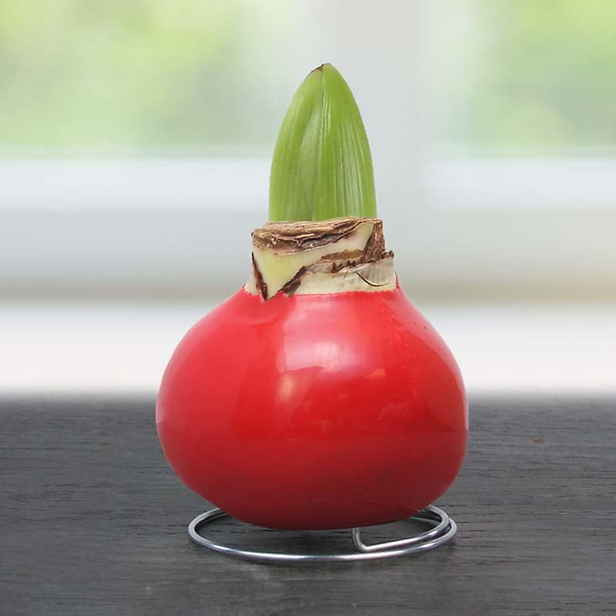 Red Base Waxed Amaryllis Flower Bulb with Stand, No Water Needed